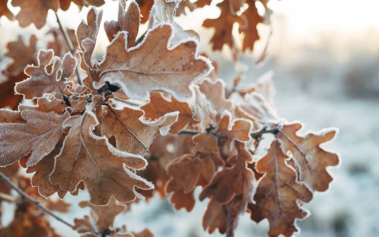 STOXX launches new DAX versions to provide flexible options for global ...