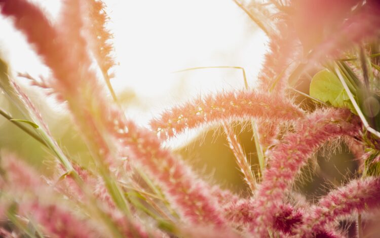 STOXX announces scheduled adjustments to DAX blue-chip indices (March 5 ...